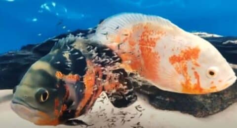 Oscar Fish Care - The Ultimate Beginner Guide For This Magnificent and ...