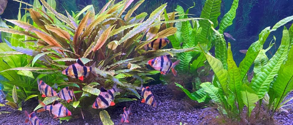 11 Perfect Small Aquarium Plants For Your Nano Tank - Freshwater ...