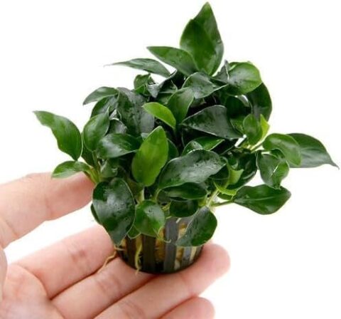 11 Perfect Small Aquarium Plants For Your Nano Tank - Freshwater ...