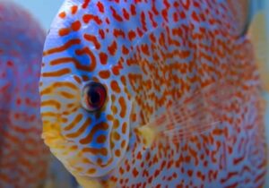 Discus Fish Care - The Ultimate Beginner Guide For This Beautiful And ...